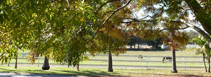 Horse Riding Lessons & Trail Riding Sydney